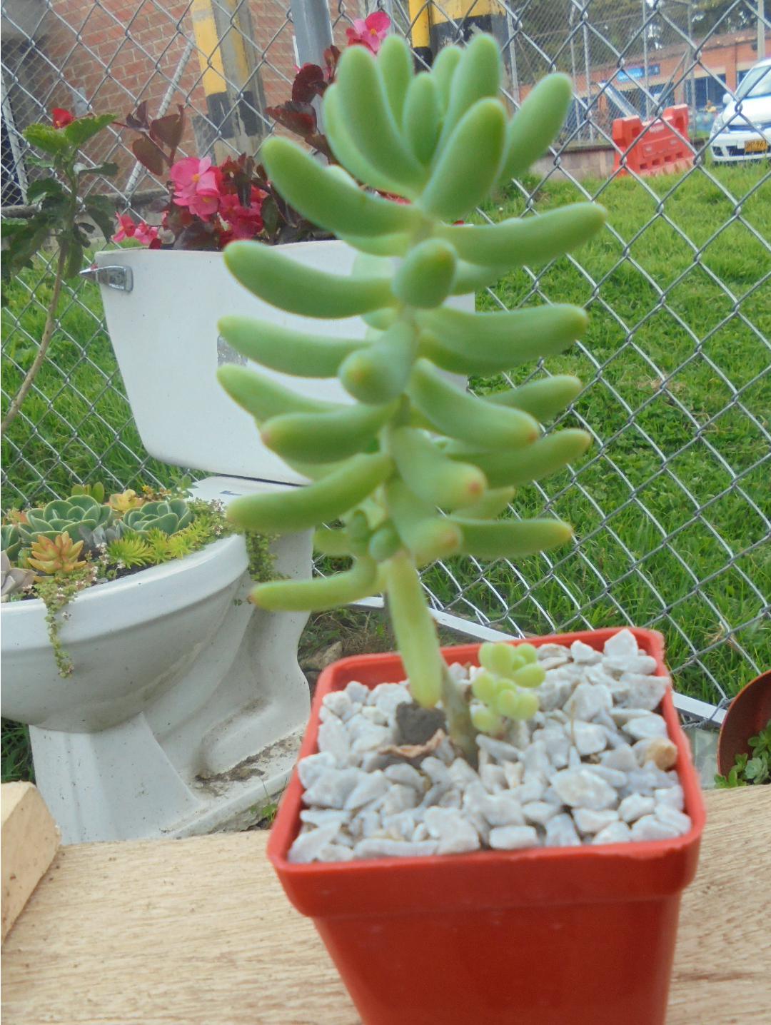 Bananito | Senecio Radicans - Cooperativa Multiactiva Santa Elena